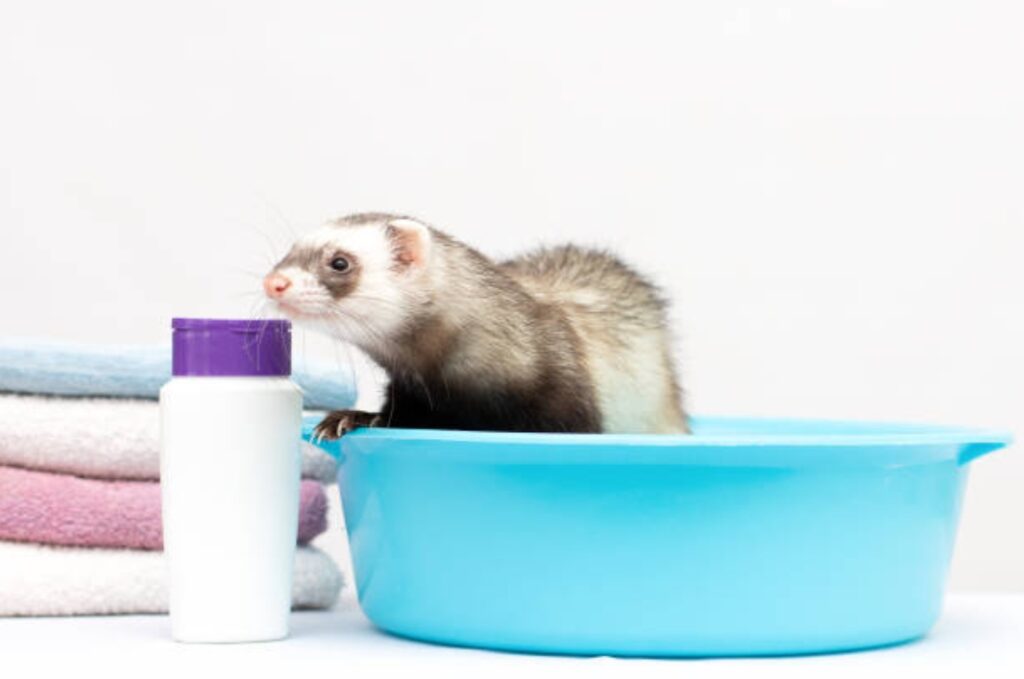 Understanding 7 Ferret Urinary Tract Infection Symptoms for Better Care - NiceFarming.com
