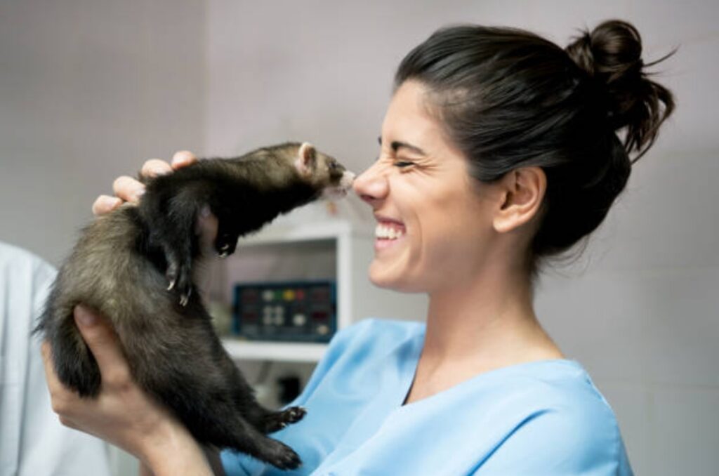 7 Signs Your Ferret Not Eating or Drinking Could Signal a Serious Issue ...