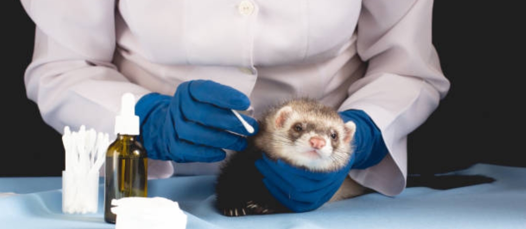 How to Take Care of a Ferret: 7 Essential Tips for Beginners ...