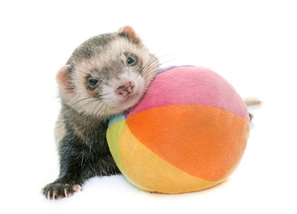 How to Train a Ferret: Effective Ferrets Training Tips and Tricks ...