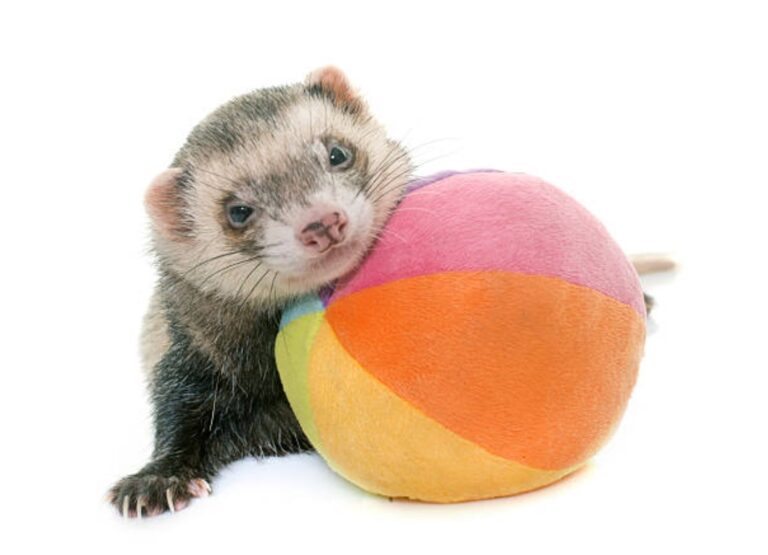 How to Train a Ferret: Effective Ferrets Training Tips and Tricks ...