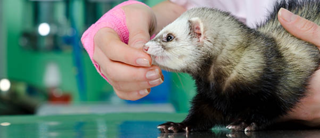 How to Train a Ferret: Effective Ferrets Training Tips and Tricks ...