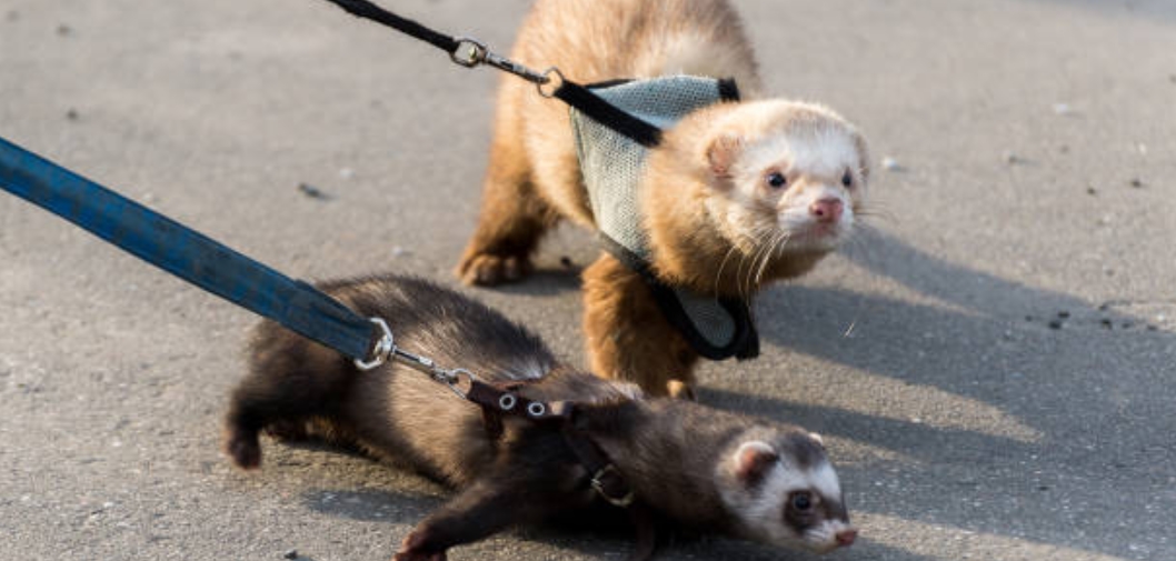 How to Train a Ferret: Effective Ferrets Training Tips and Tricks ...