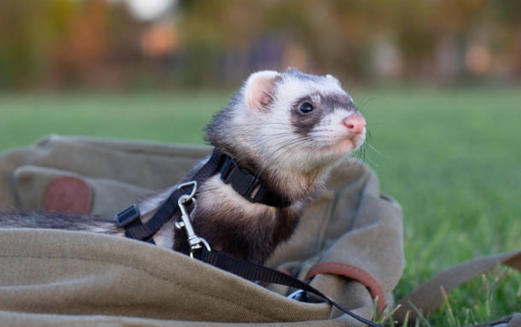 How to Train a Ferret: Effective Ferrets Training Tips and Tricks ...