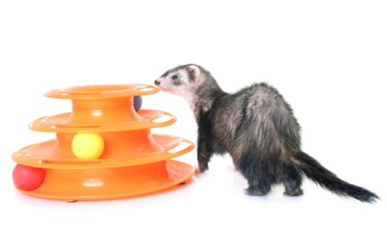 How to Train a Ferret: Effective Ferrets Training Tips and Tricks ...