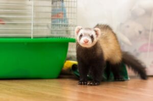 How to Train a Ferret: Effective Ferrets Training Tips and Tricks ...