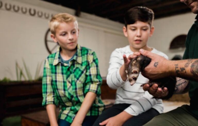 Ferret Behavior 101: Decoding Hidden Behaviors and Signals ...