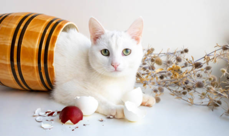 Ultimate Guide to Understanding Parvo in Cats for Better Pet Health ...