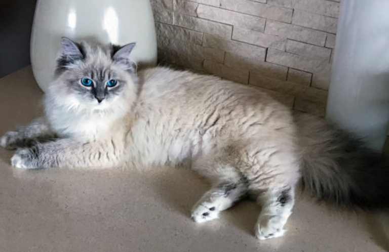 Amazing 7 Cat Lipoma Facts You Should Know - NiceFarming.com