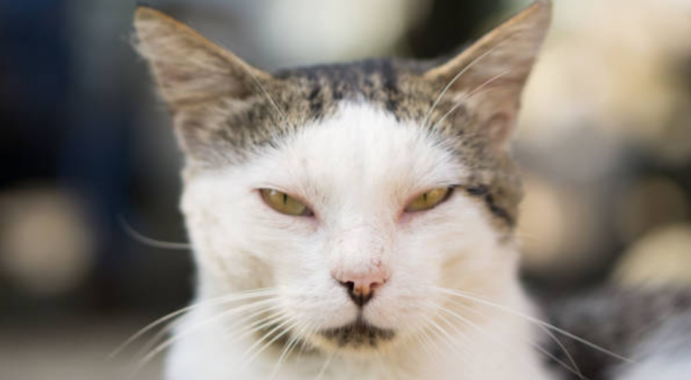 10 Savage Cat Facts That Will Amaze You and Make You Smile ...