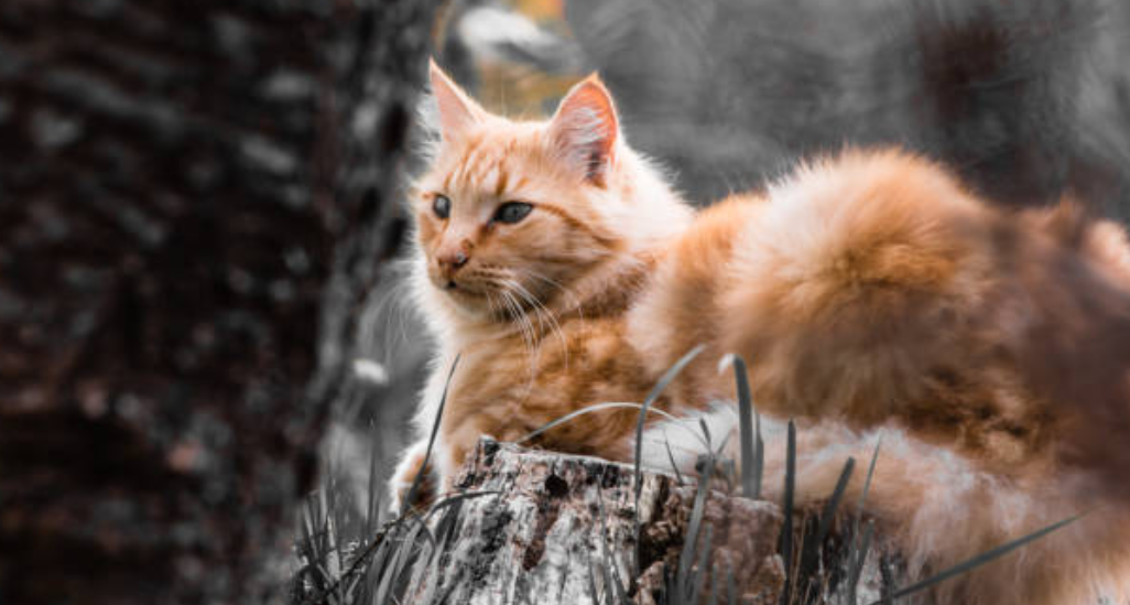 10 Savage Cat Facts That Will Amaze You and Make You Smile ...